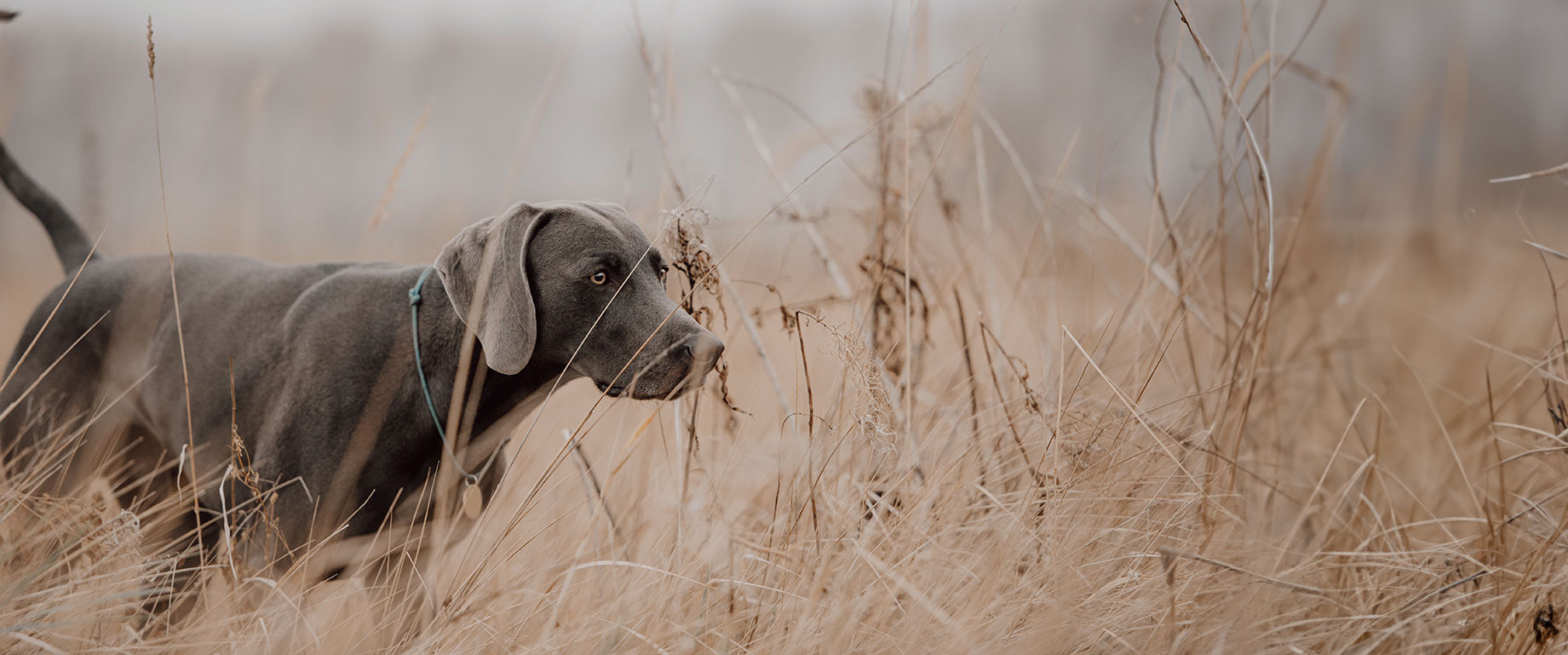 Allred Jackson | Allred Jackson