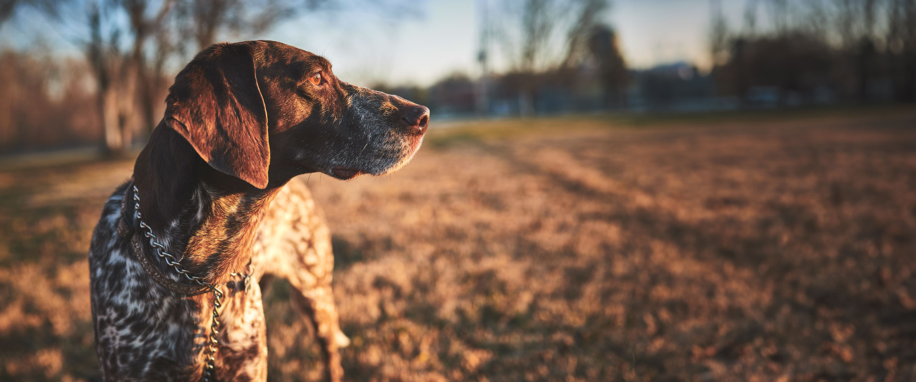 Allred Jackson | Allred Jackson