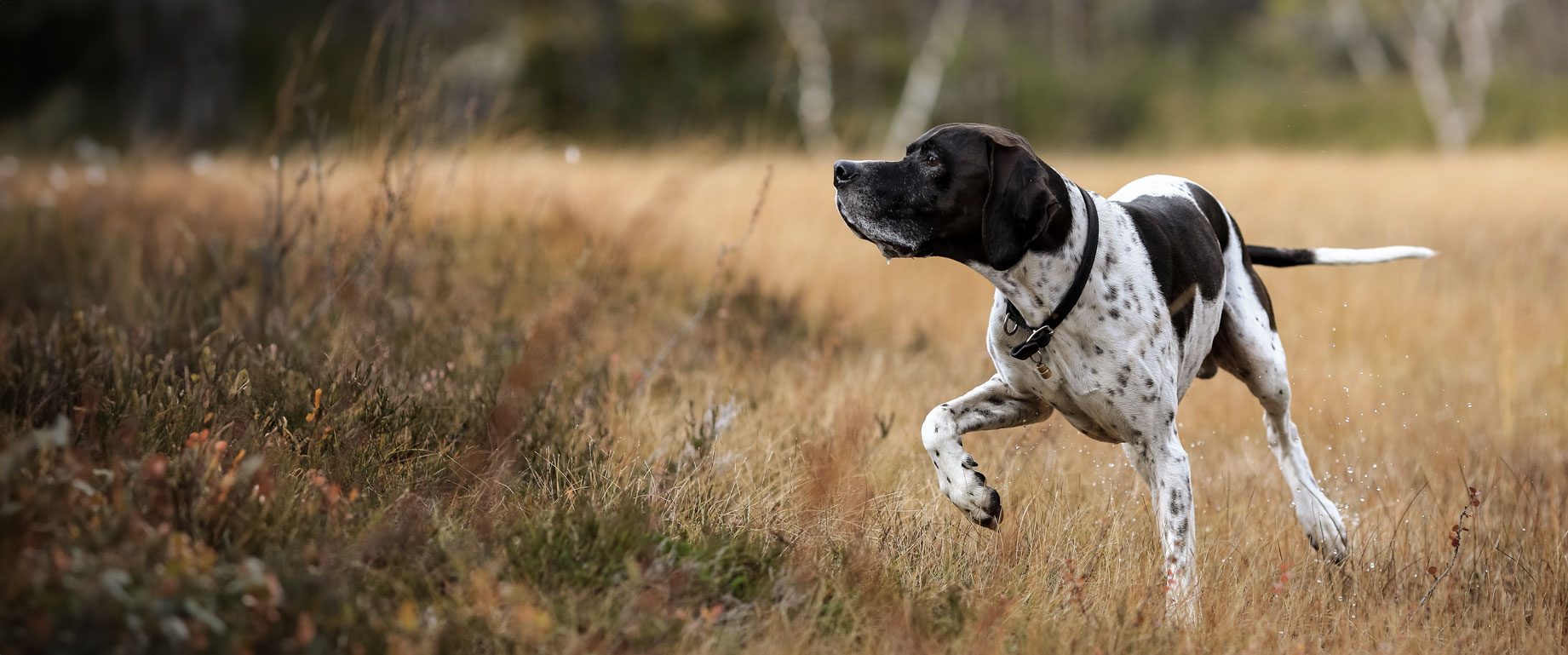 Allred Jackson | Allred Jackson